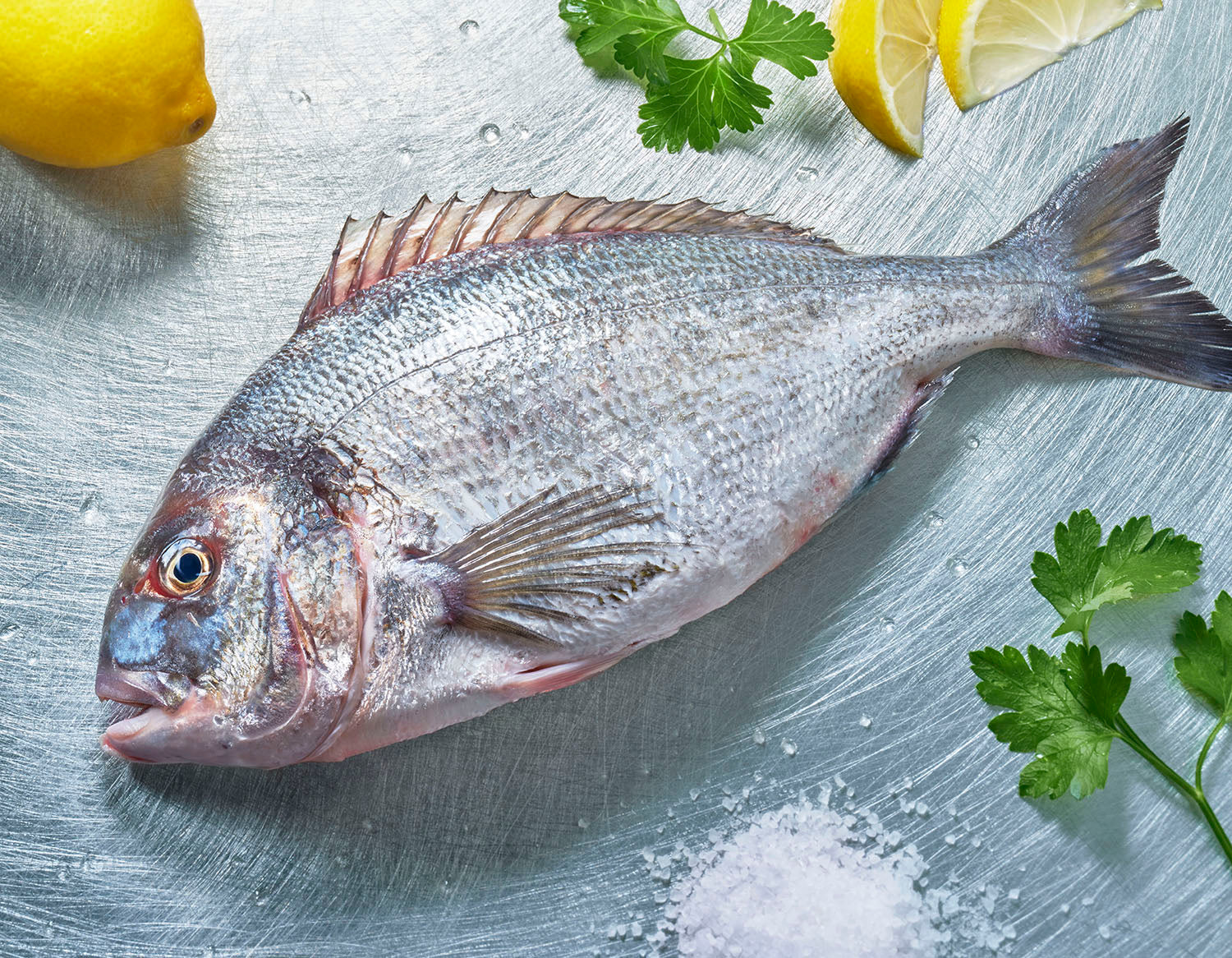 Dorade – The FishLovers