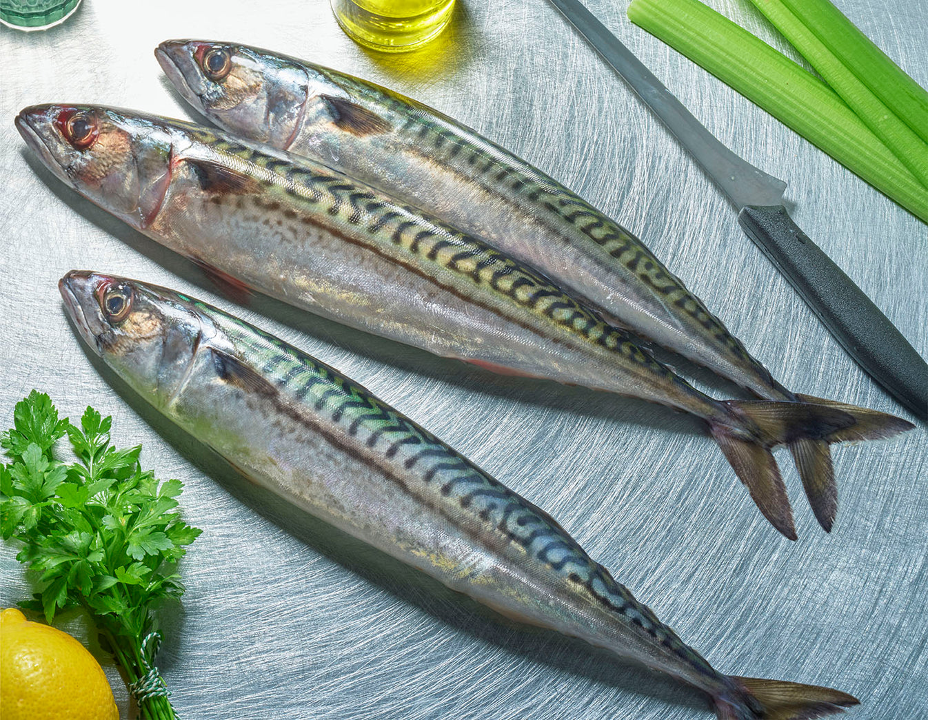 Makreel 1st – The FishLovers